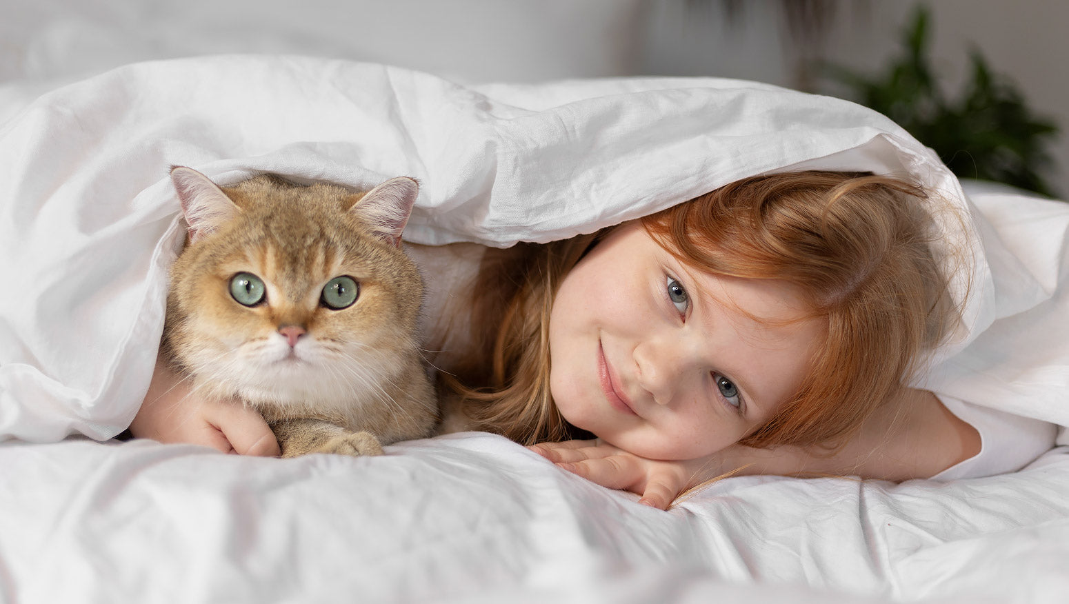 Premium Pet Furniture & Cages for Dogs, Cats, Rabbits & More | PawHut